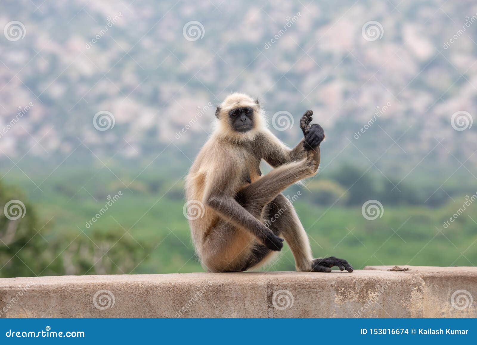 Monkey or Langoor stock photo. Image of hair, male, locality - 153016674