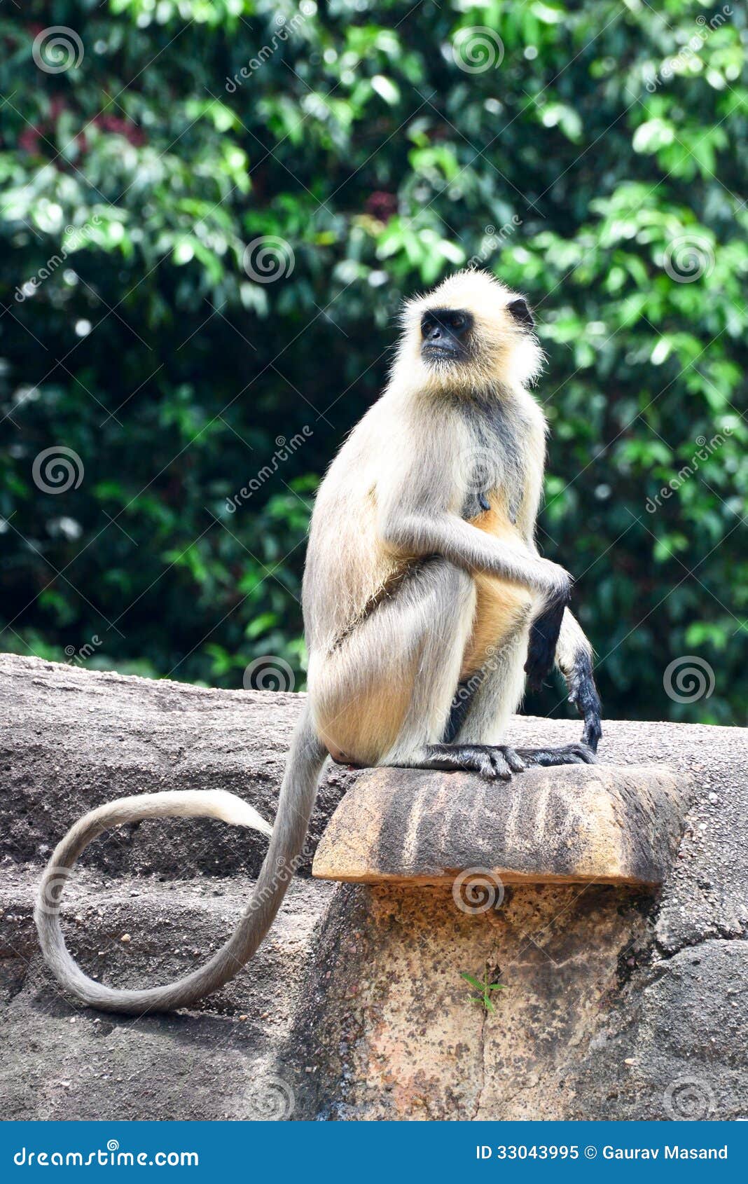 Indian Monkey stock image. Image of monkey, india, evolution - 33043995