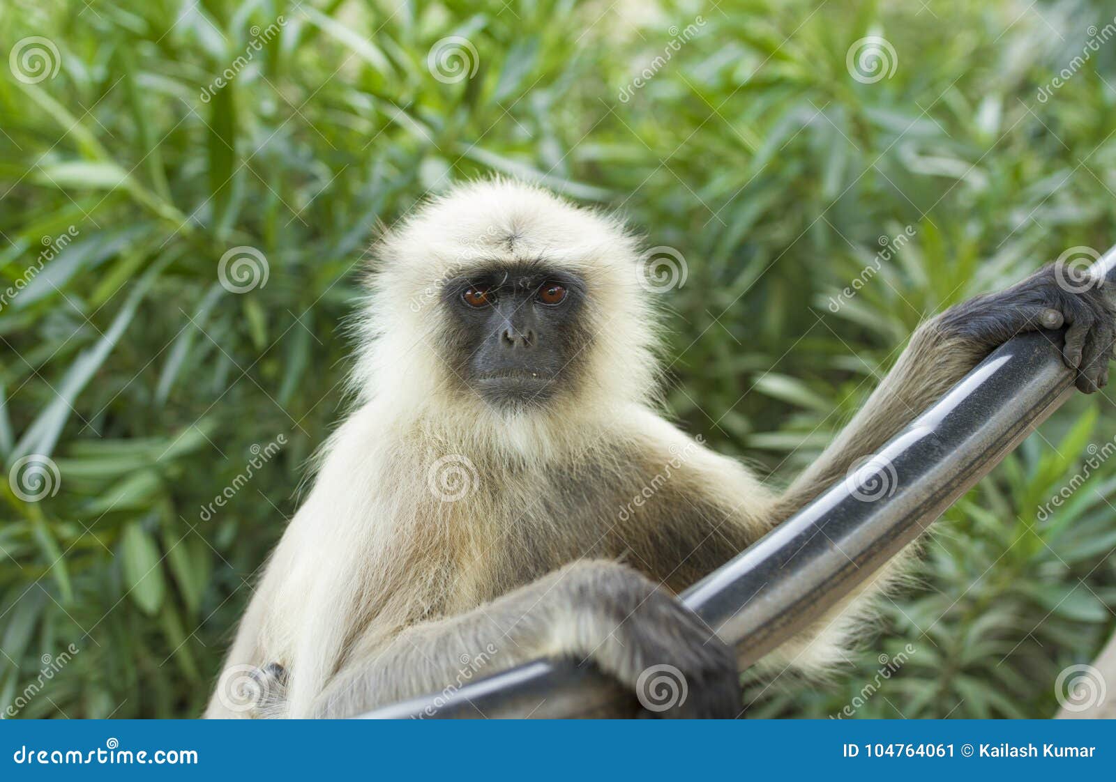 The Indian Monkey Royalty-Free Stock Photography | CartoonDealer.com ...