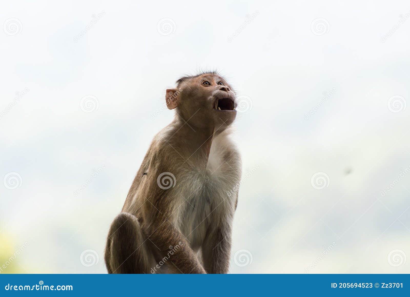 Indian Monkey Indian Macaques, Bonnet Macaques Crying Stock Image ...