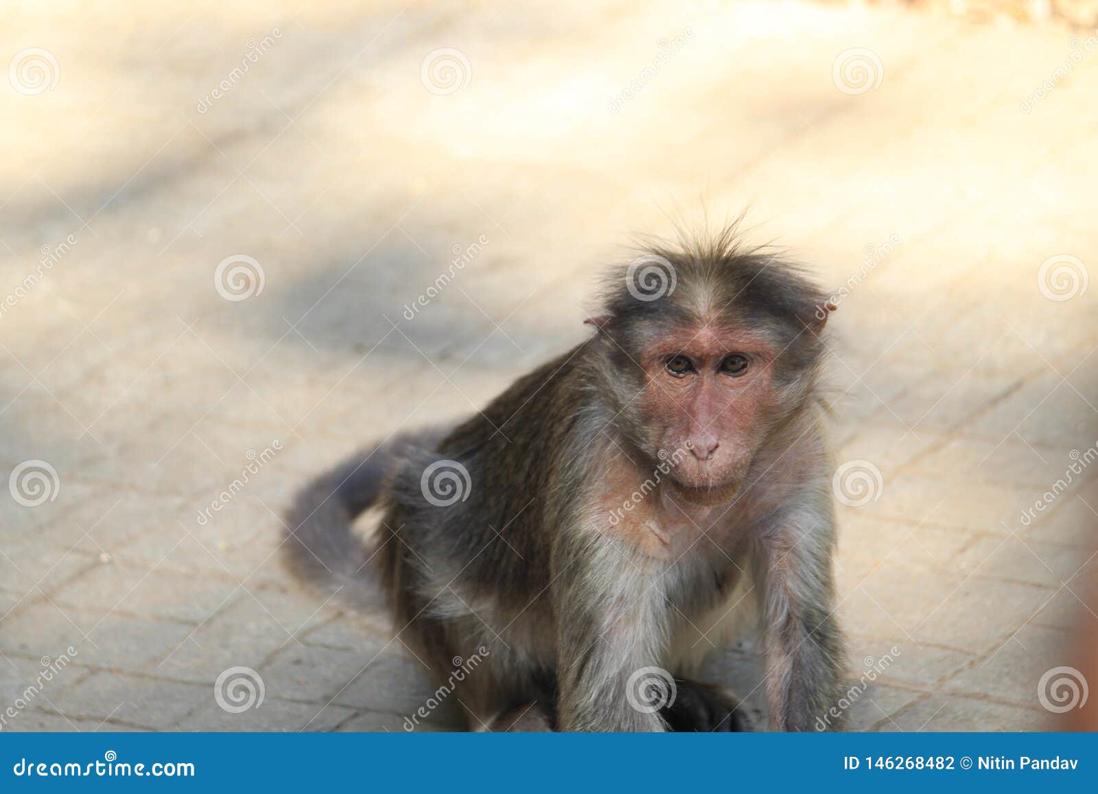 Indian Monkey stock photo. Image of wildlife, kerala - 146268482
