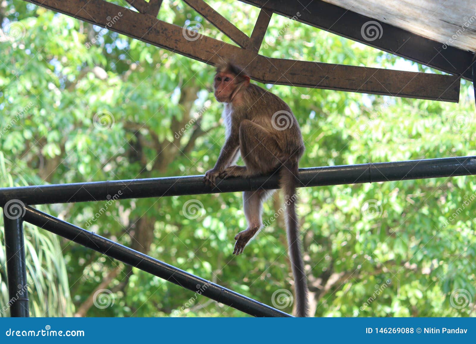 Indian Monkey stock photo. Image of imonkey, wildlife - 146269088