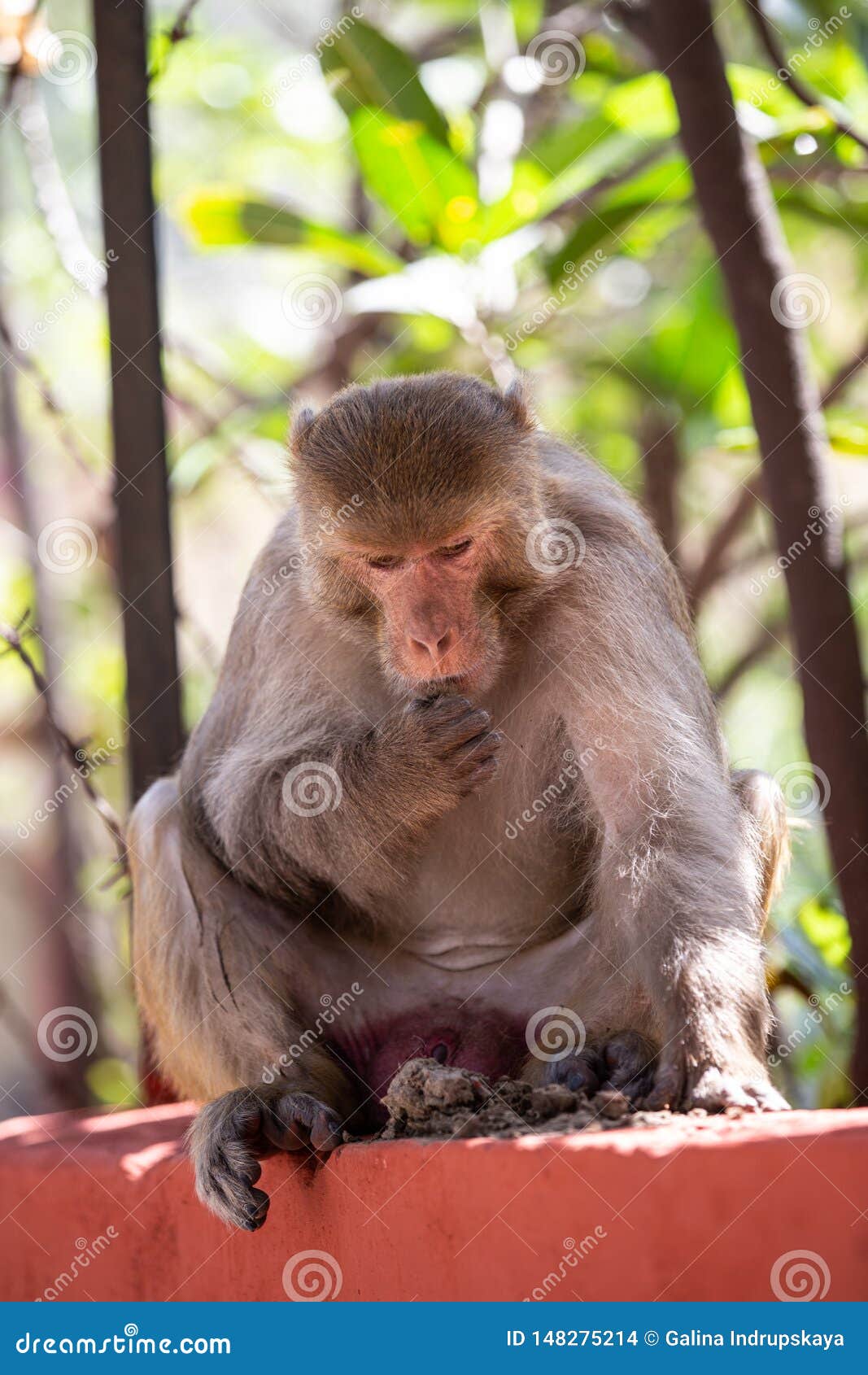 Monkey On Rishikesh Lakshman Jhula Bridge, India Editorial Image ...