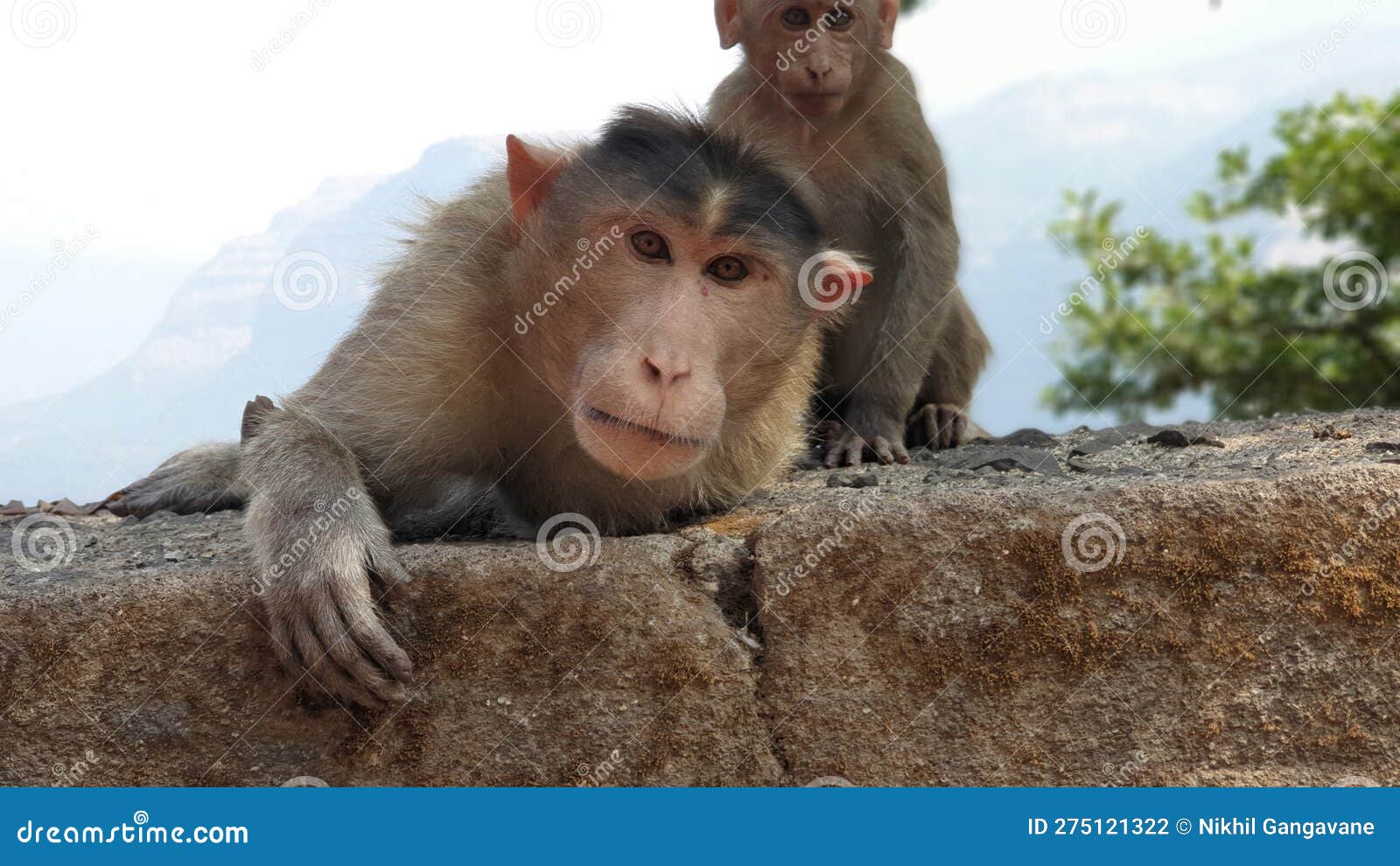 Indian monkey stock photo. Image of resting, whiskers - 275121322
