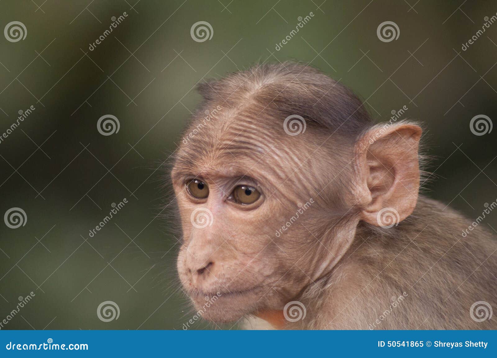 Indian Monkey 2 stock image. Image of mood, rhesus, primate - 50541865