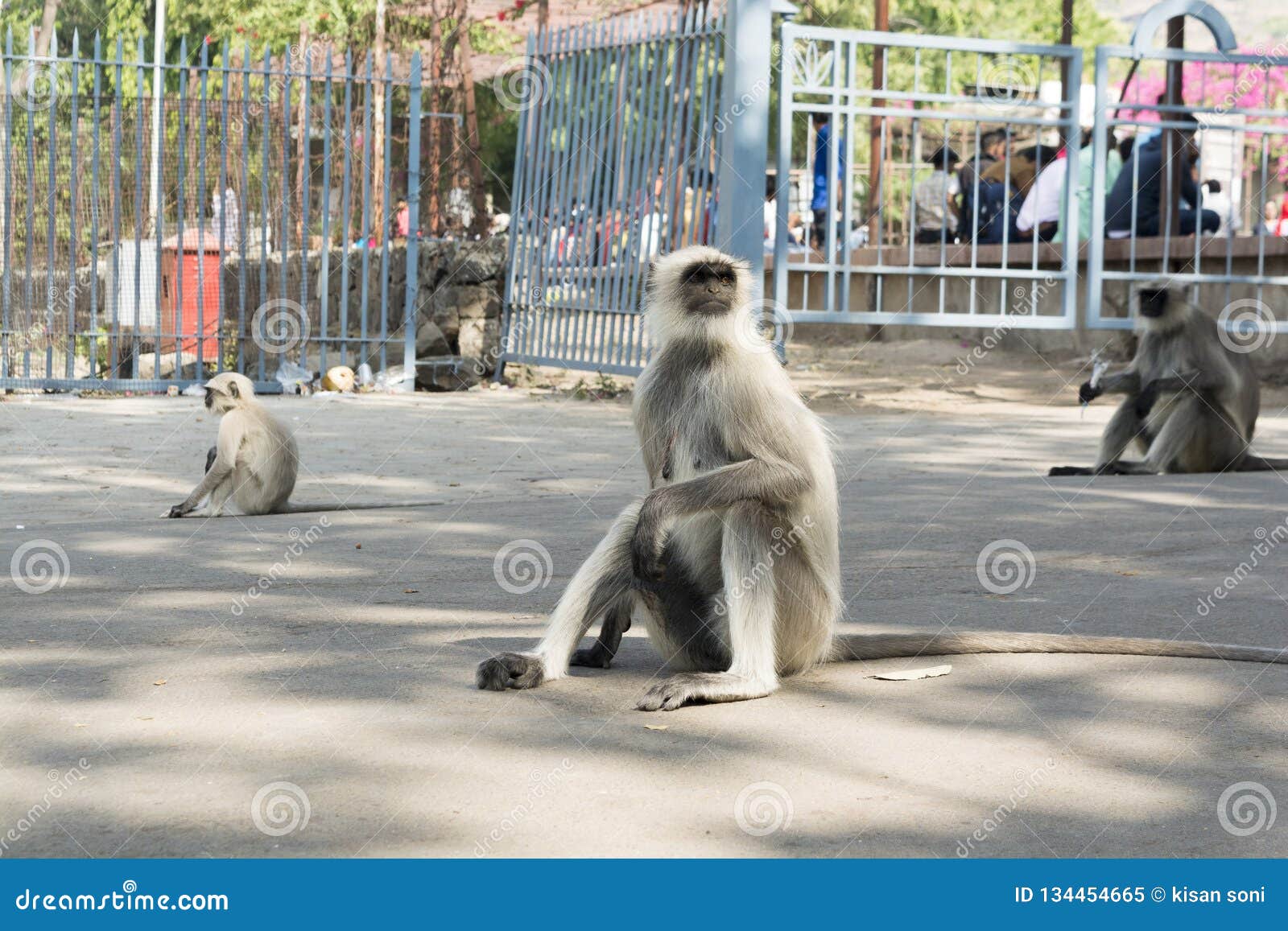 Indian Monkey Seating on Road Stock Image - Image of nashik, road ...