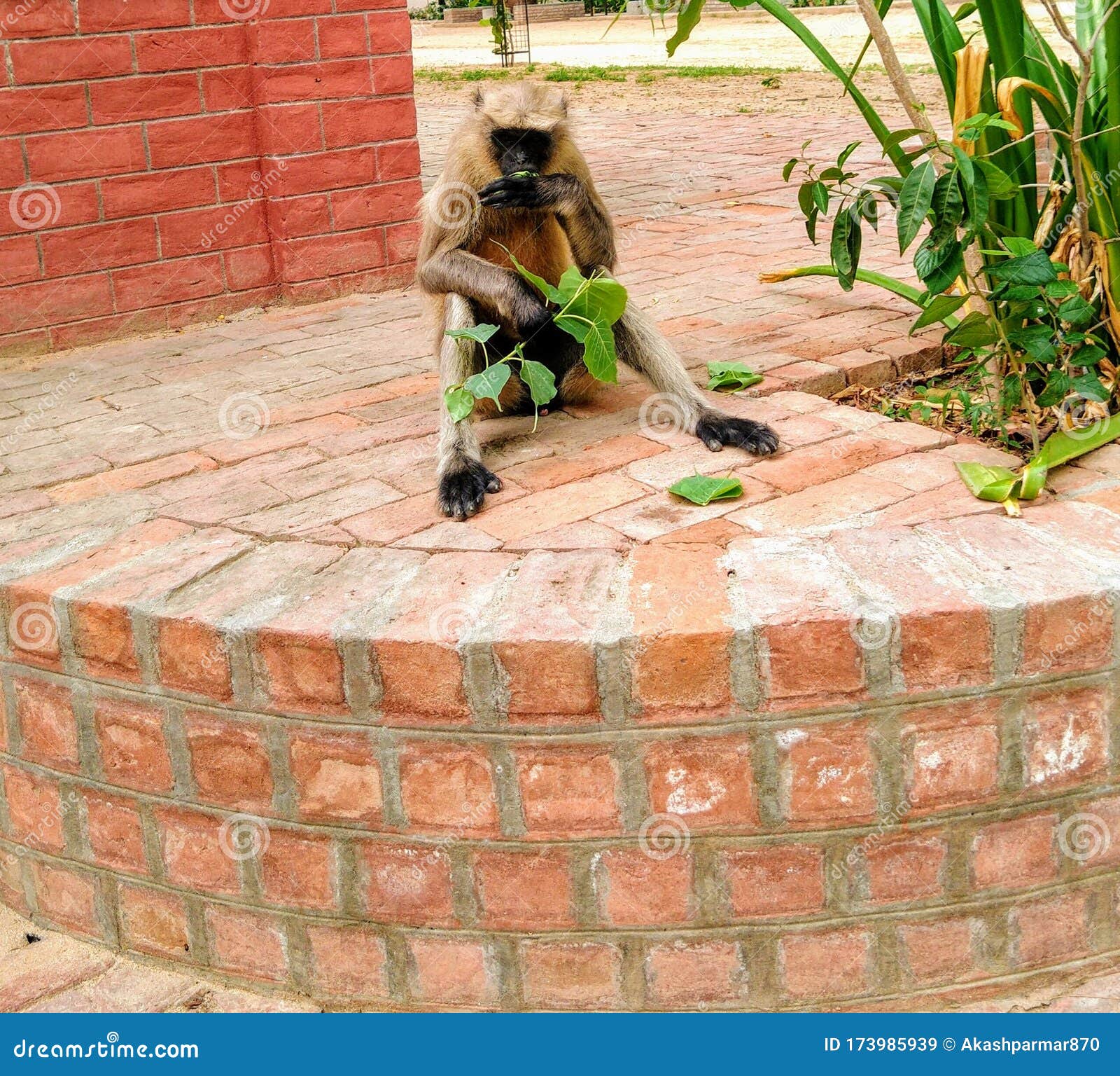 Indian Monkey Seating on the Floor and Eating Leaves. Stock Image ...