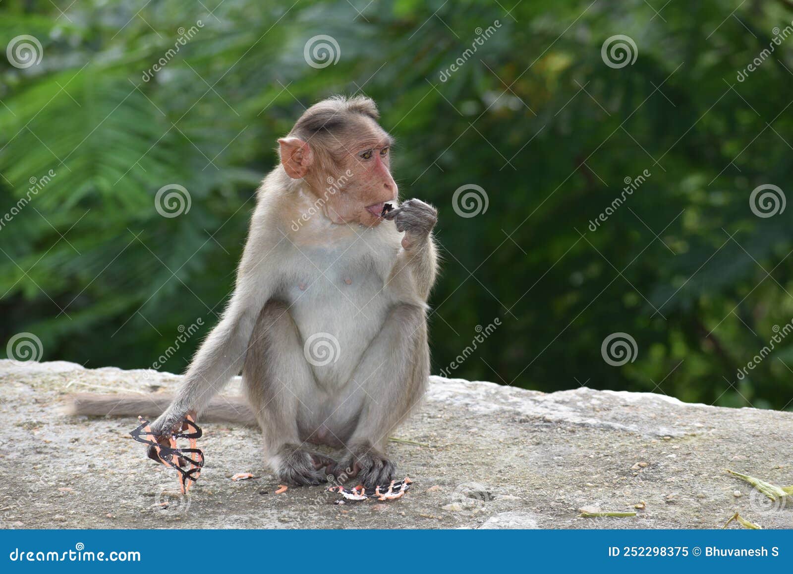 Indian Monkey Sitting on a Rock and Eating Something with Green Stock ...