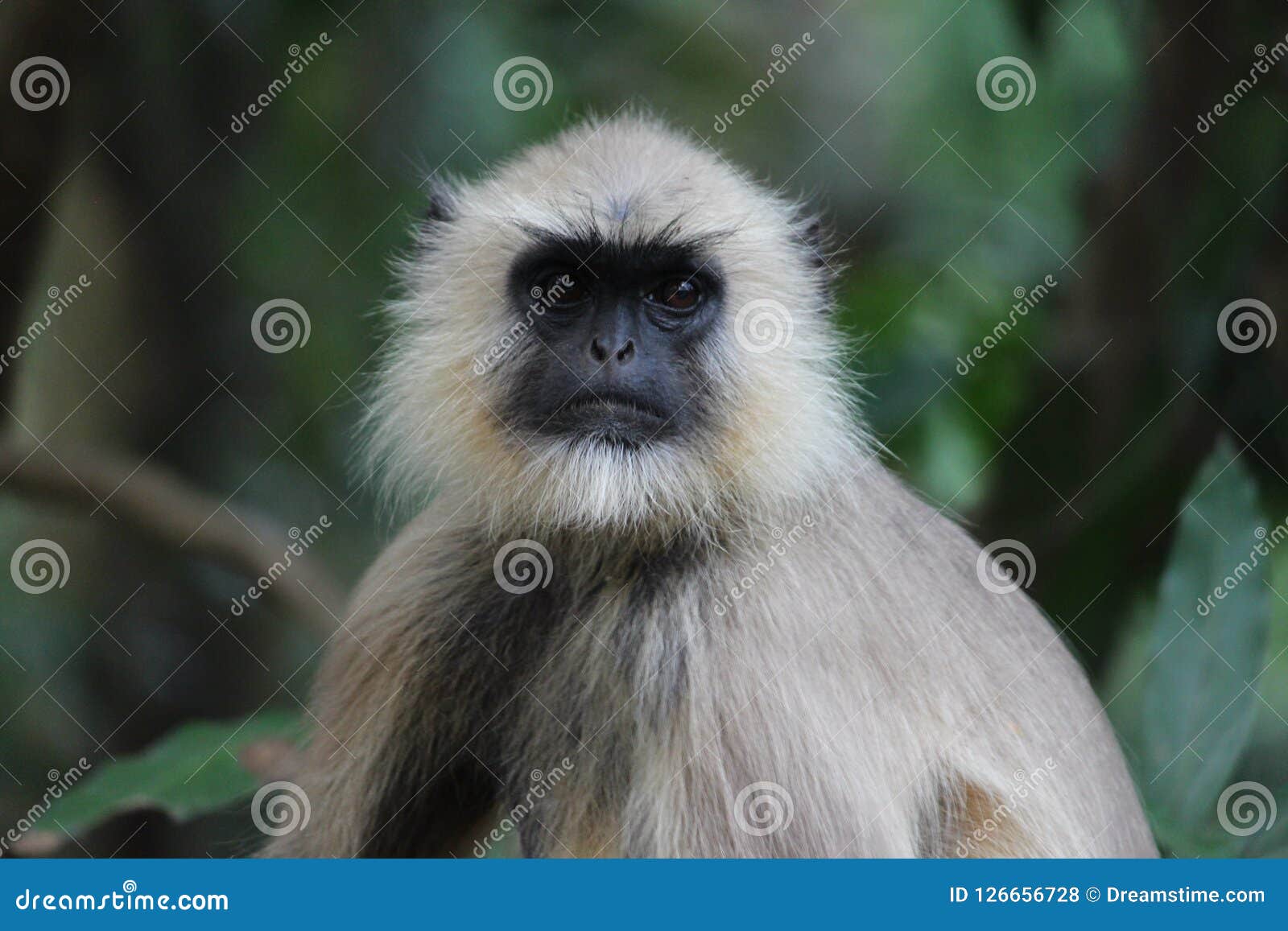 Indian Monkey stock photo. Image of watching, people - 126656728