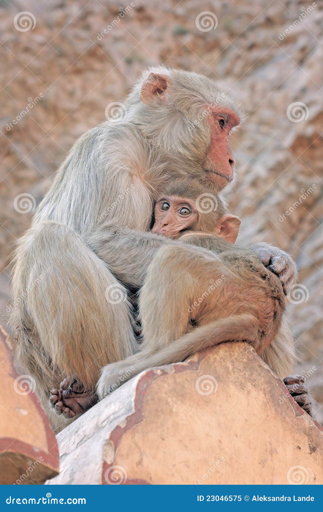 Indian monkeys stock image. Image of india, curious, face - 23046575