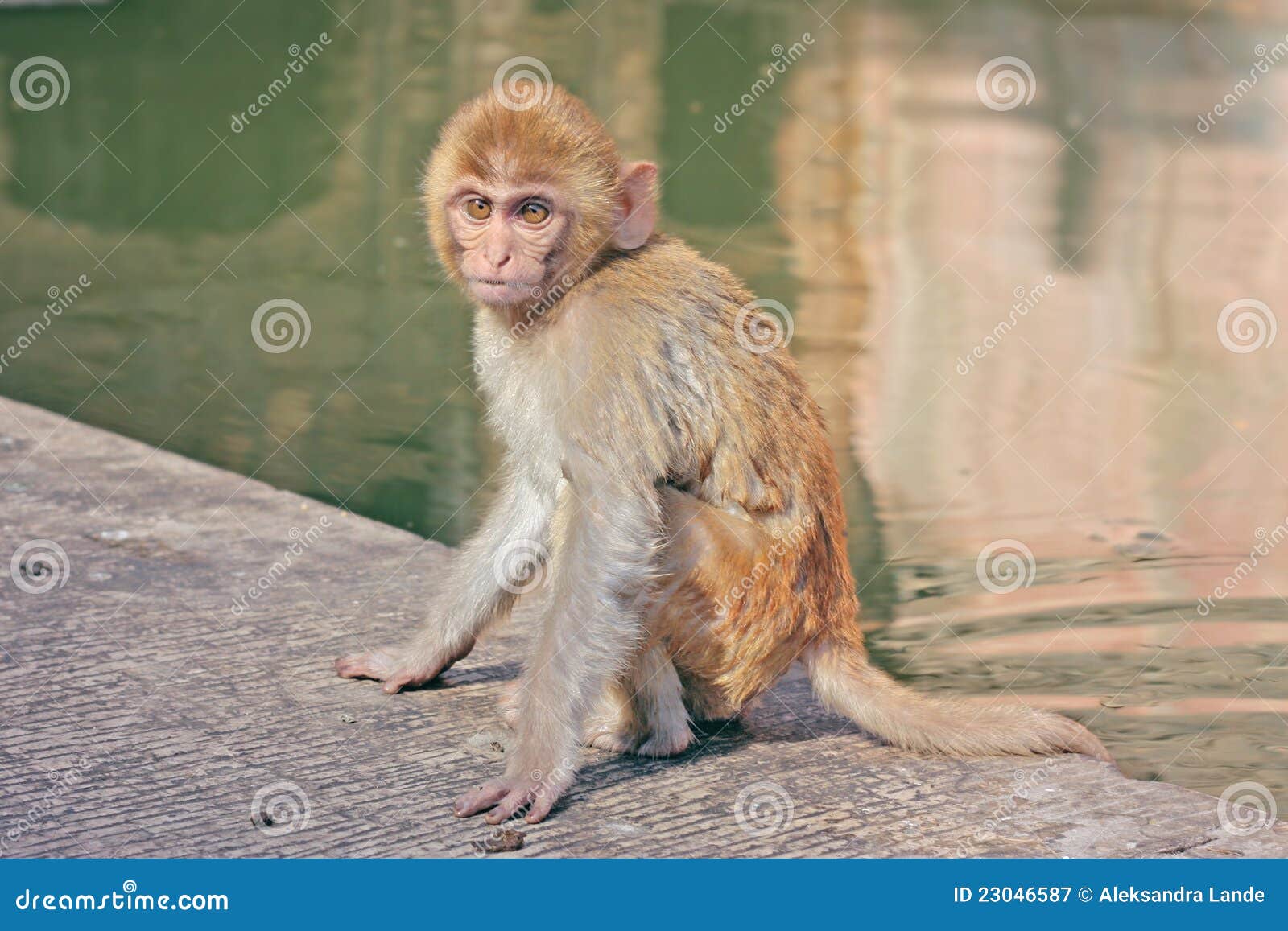 Indian monkeys stock image. Image of play, hand, mammal - 23046587