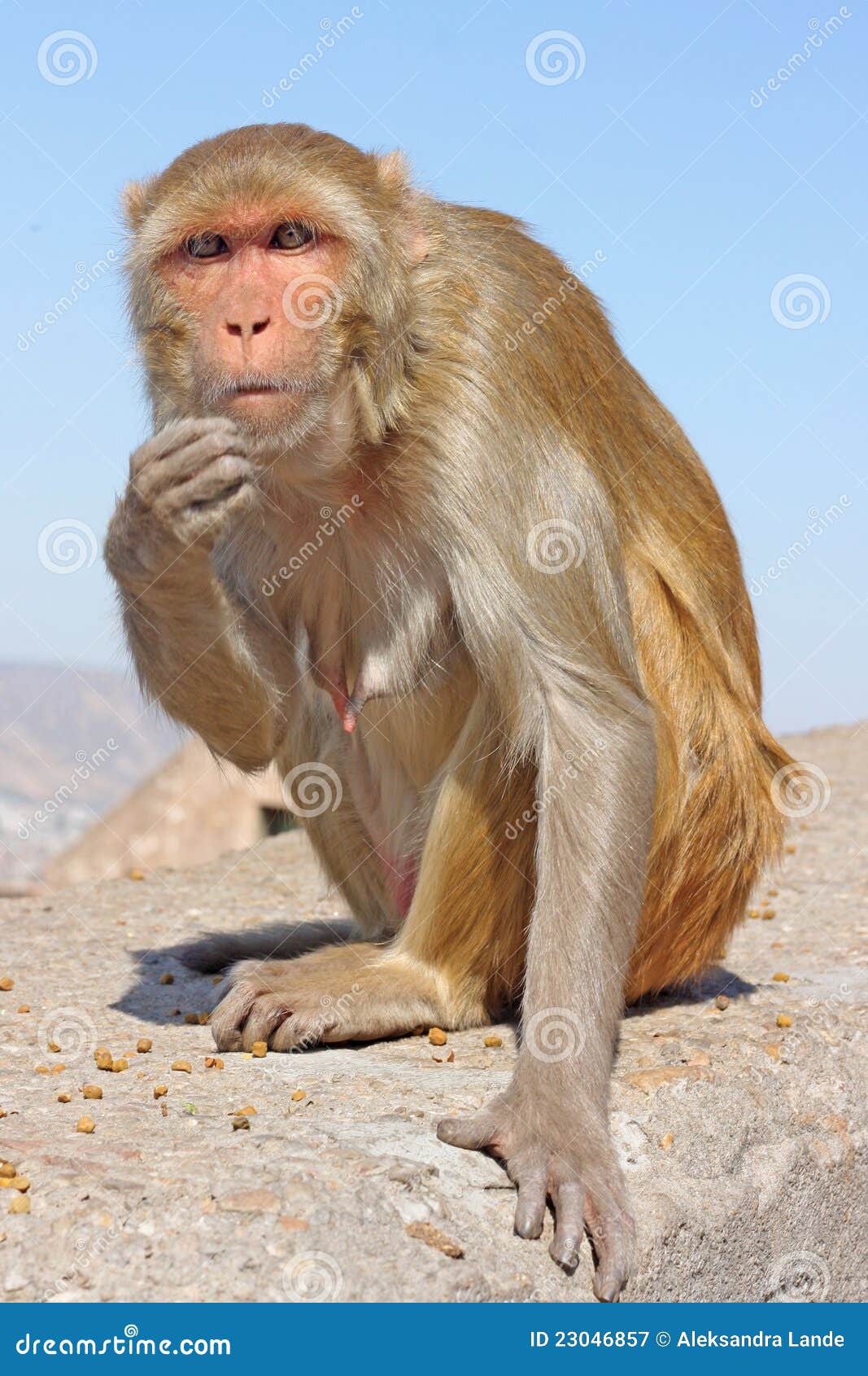 Images Of Indian Monkeys