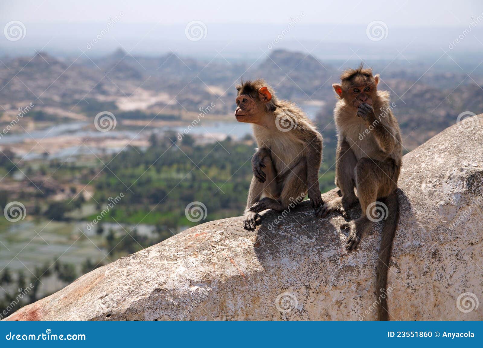 Indian monkeys stock photo. Image of hampi, journey, asia - 23551860