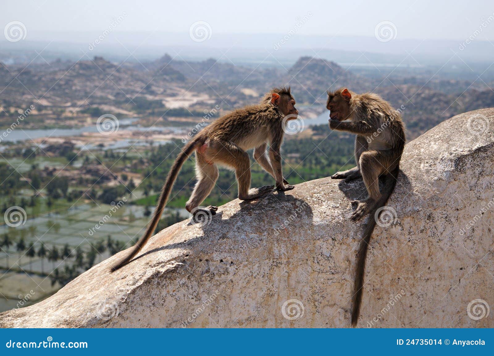 Indian monkeys stock photo. Image of india, hanuman, rock - 24735014