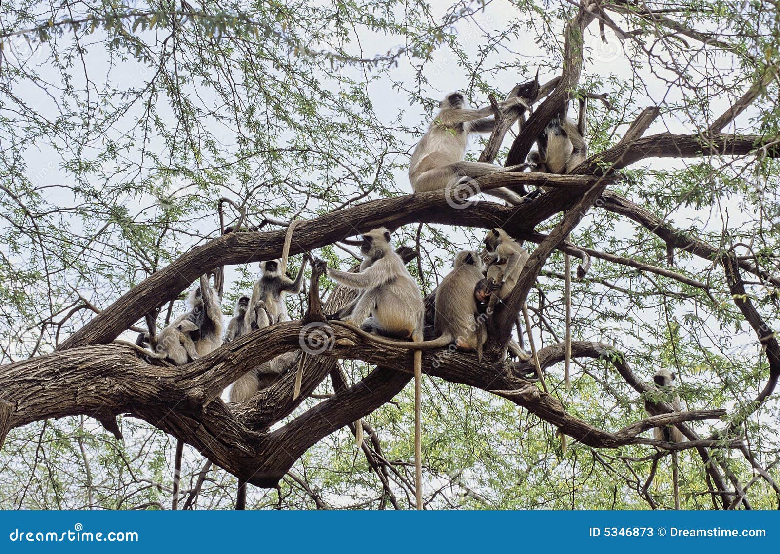 Indian monkeys stock image. Image of protected, branch - 5346873