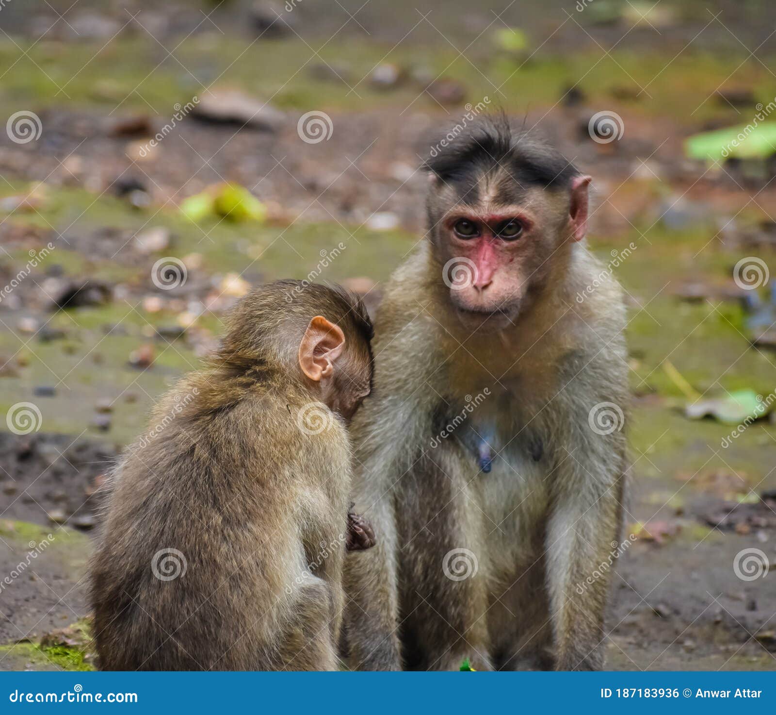 Indian Monkeys on the Ground. Stock Photo - Image of squirrel, macaque ...