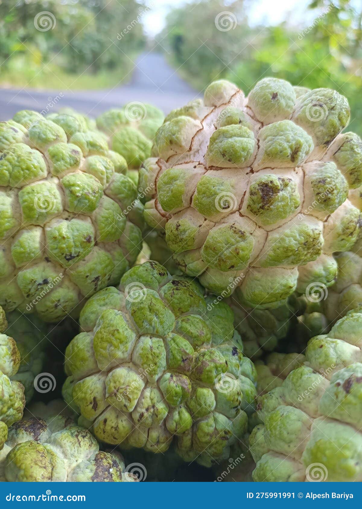 Indian Monsoon Session Fruit Sitafal Stock Image - Image of shrub, road ...