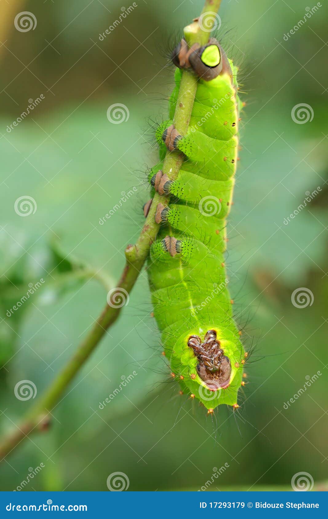 Indian Moon Moth Caterpillar Stock Image - Image of green, nepal: 17293179