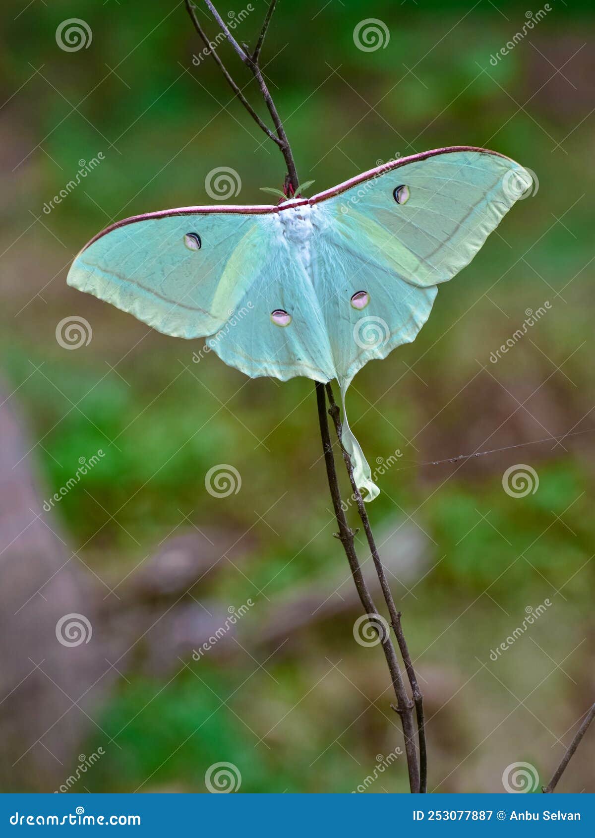 Indian Moon Moth