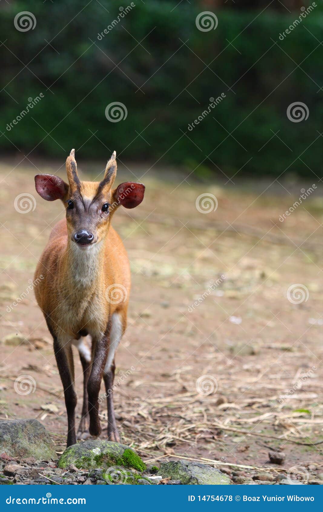 Indian Muntjac stock photo. Image of headshot, wild, common - 14754678