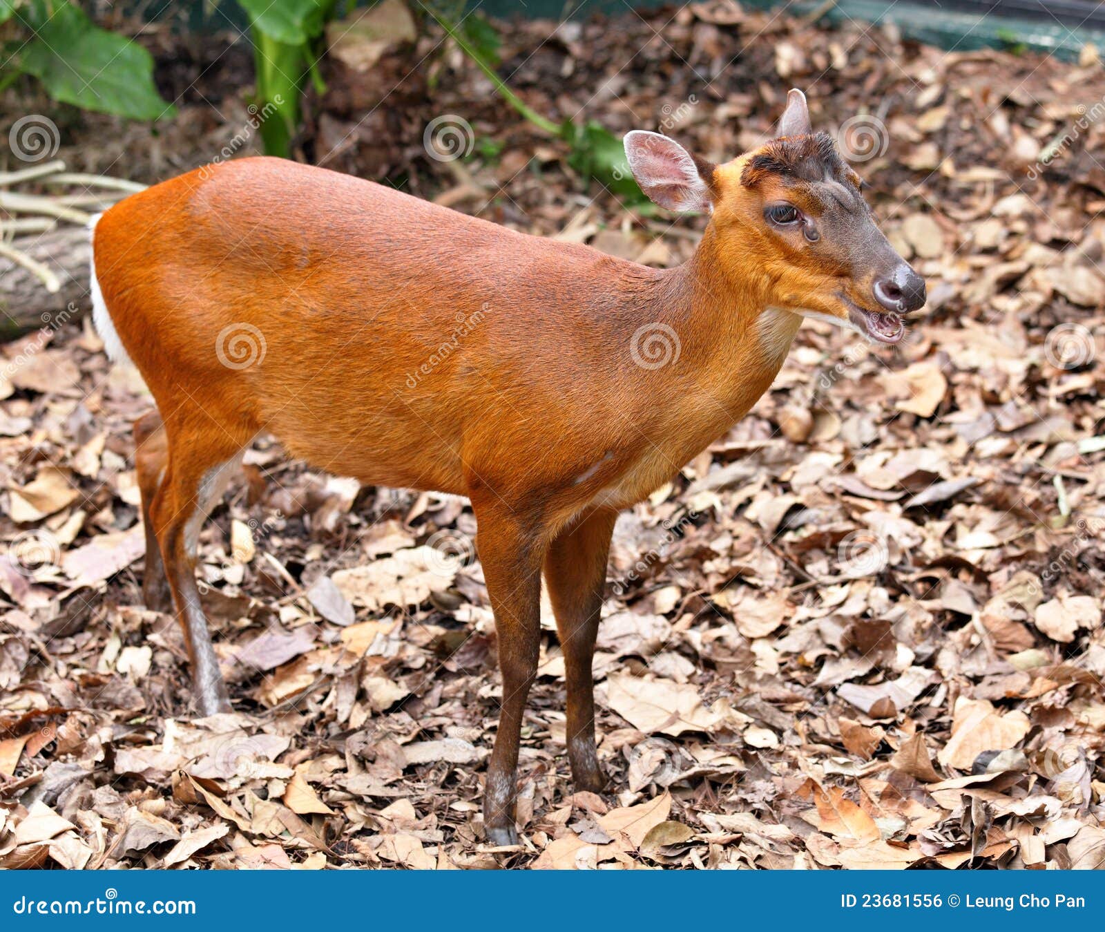 Indian Muntjac Crossing Road Royalty-Free Stock Image | CartoonDealer ...