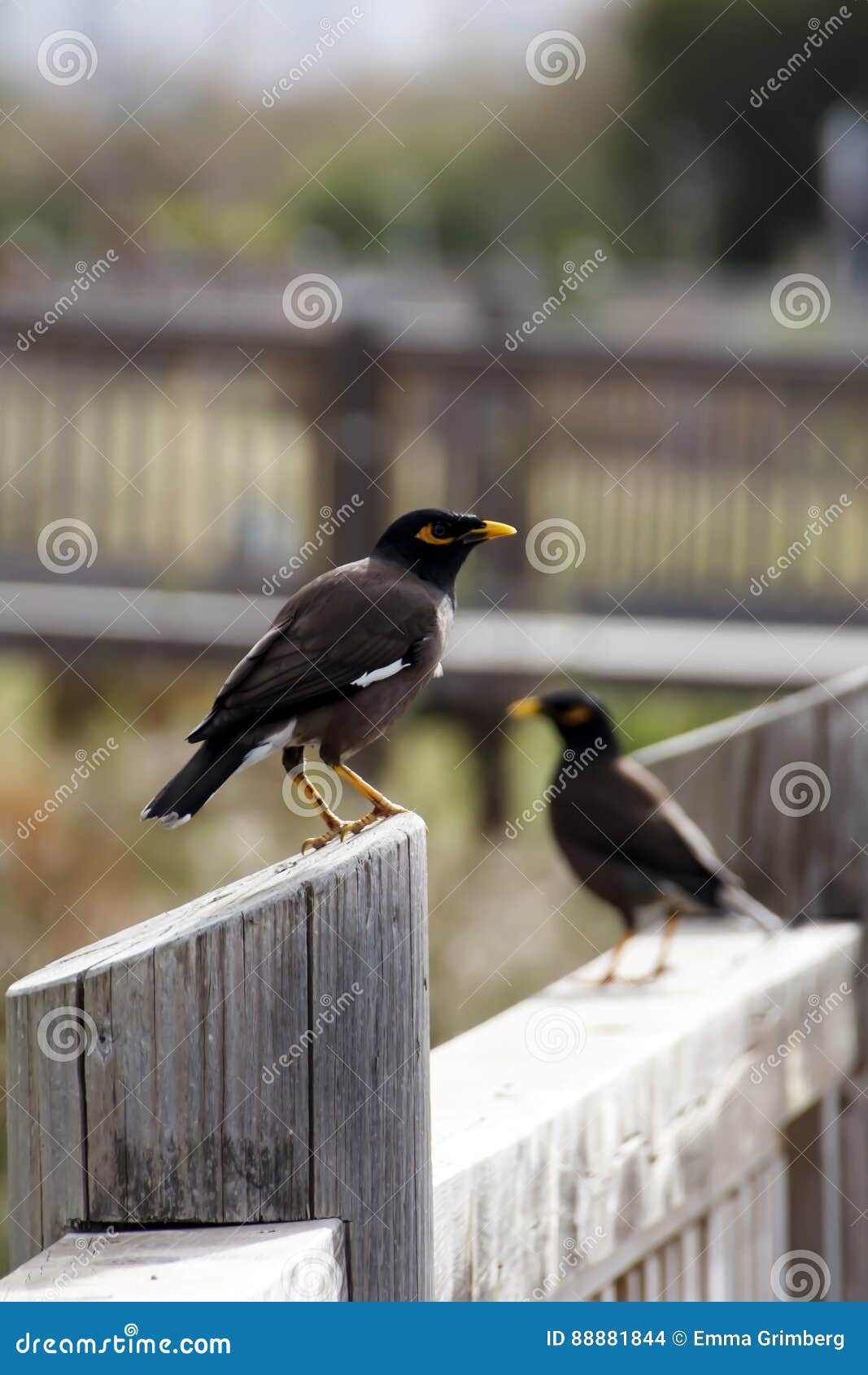 Indian myna birds stock photo. Image of colorful, acridotheres - 88881844