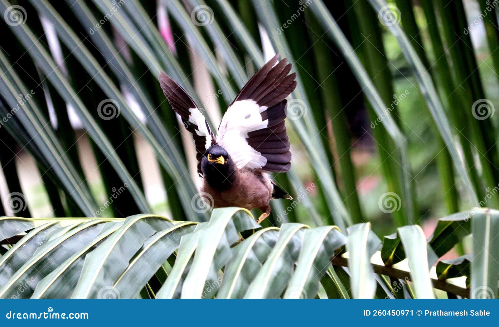 Indian Myna Taking Flight from Coconut Tree Stock Image - Image of ...