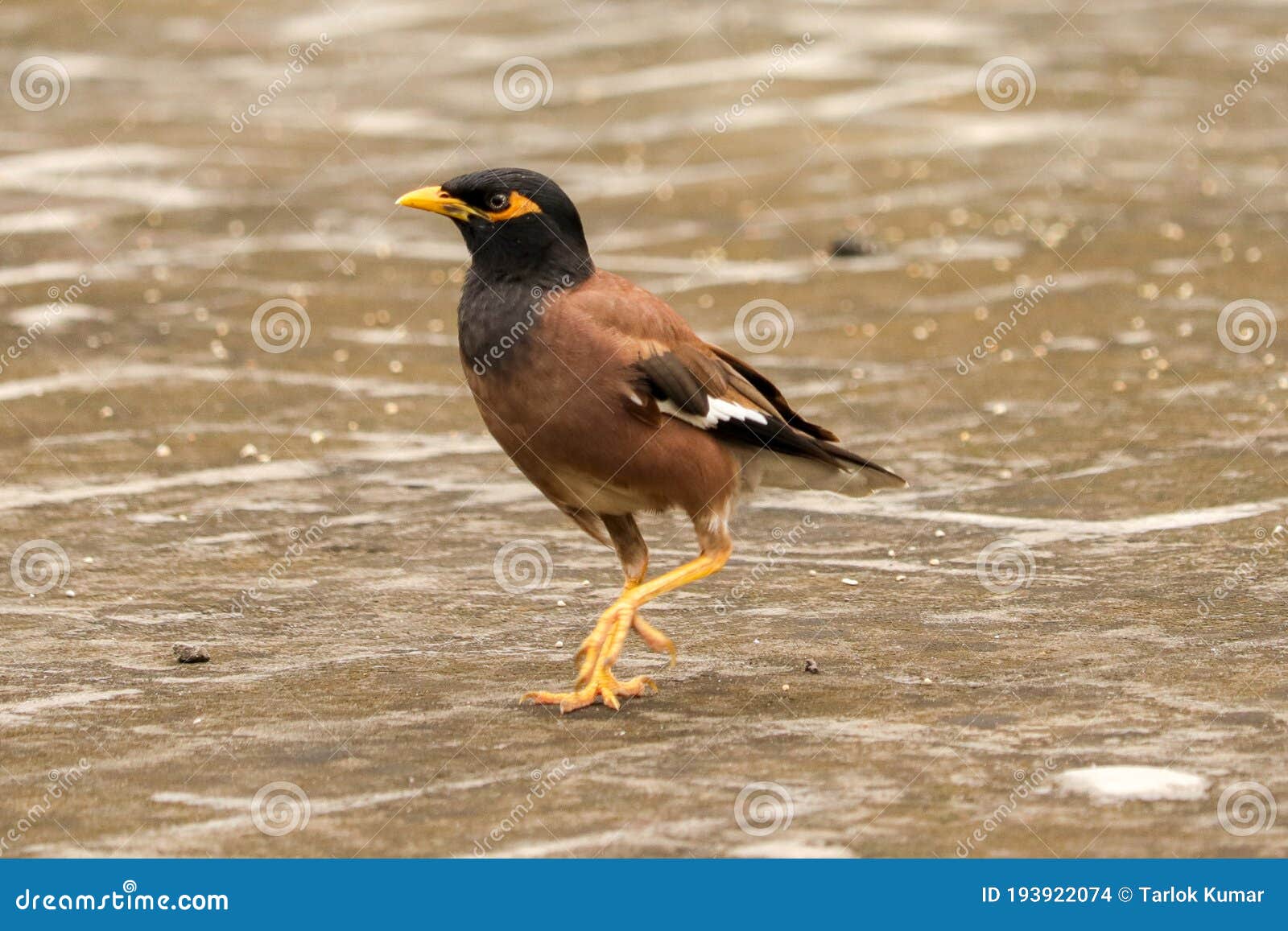 Indian Mynah Bird stock photo. Image of starling, bird - 193922074