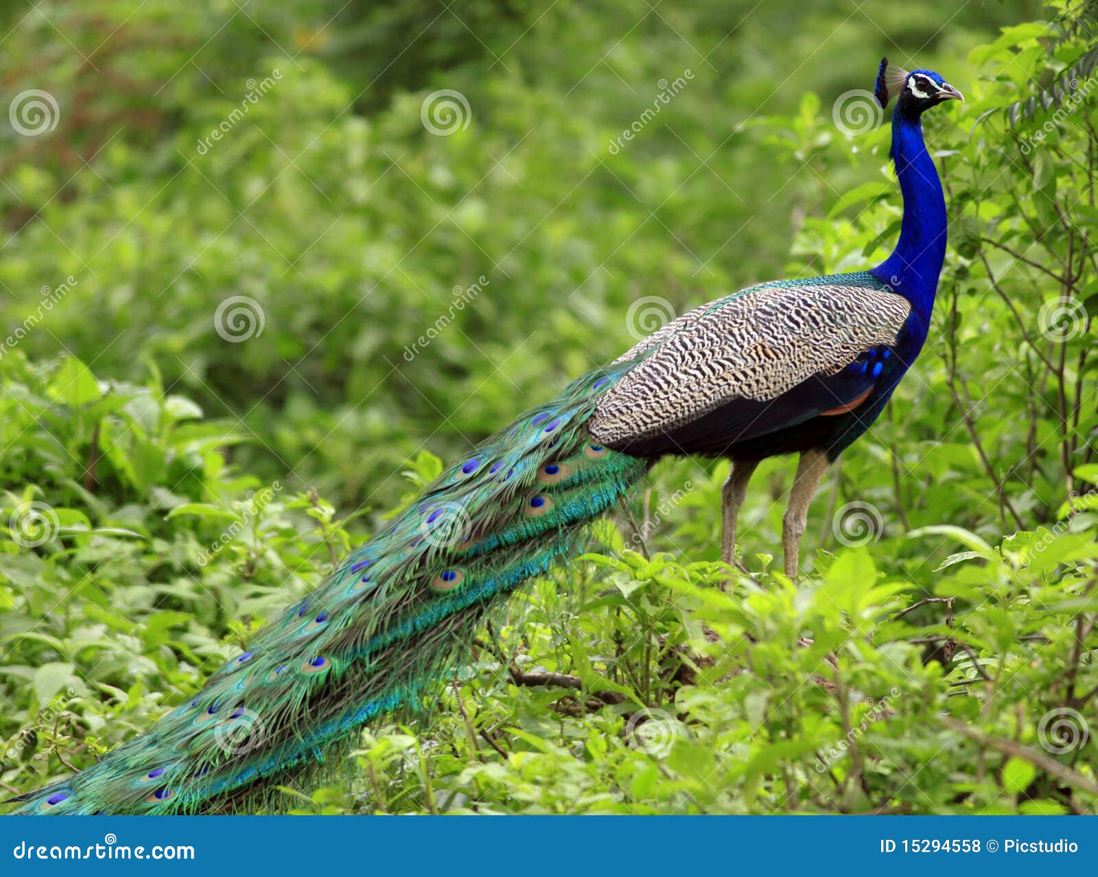 Indian National Bird Peacock Stock Photo - Image of shine, leaves: 15294558