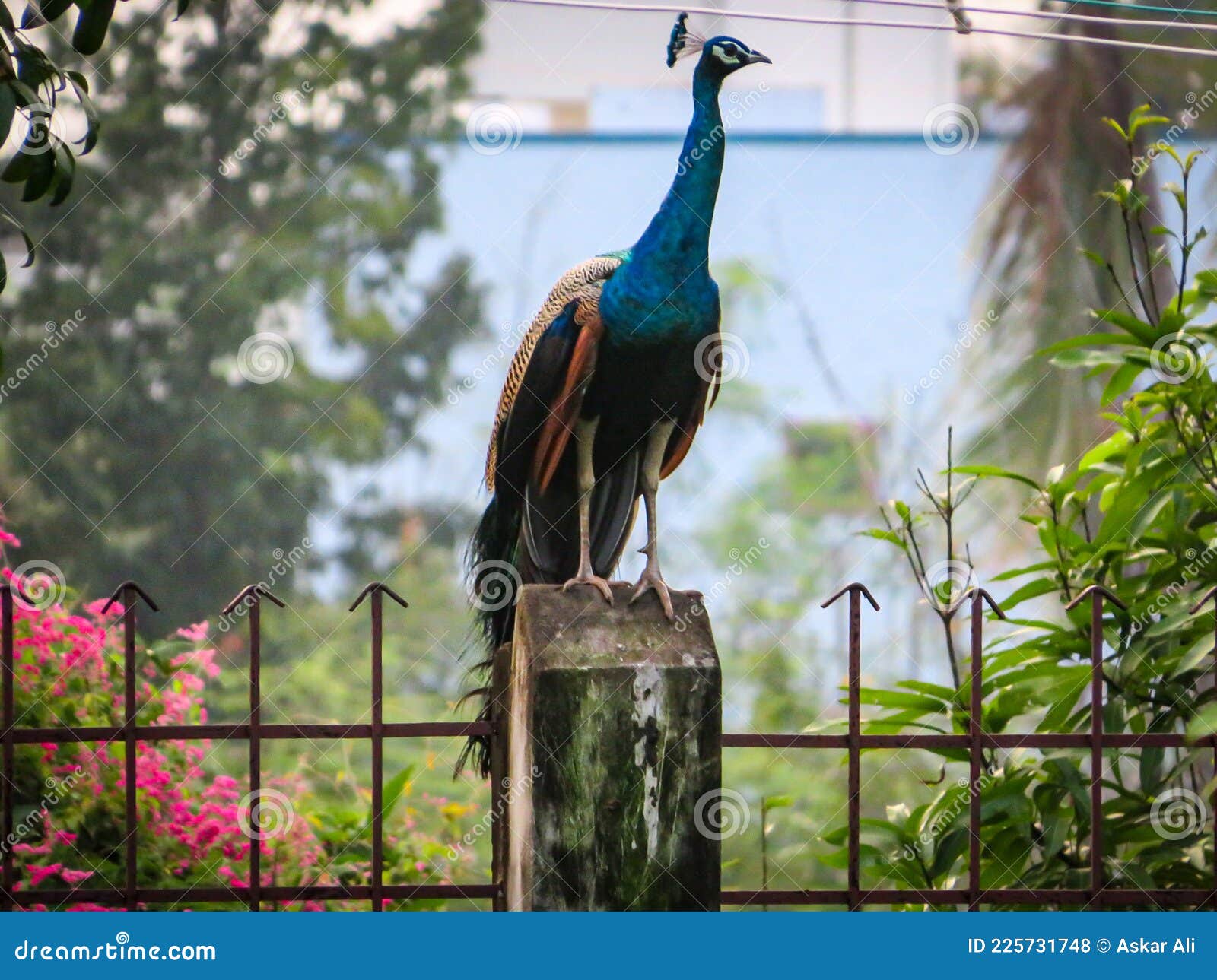 Indian National Bird Peacock Stock Photo - Image of indian, beautiful ...