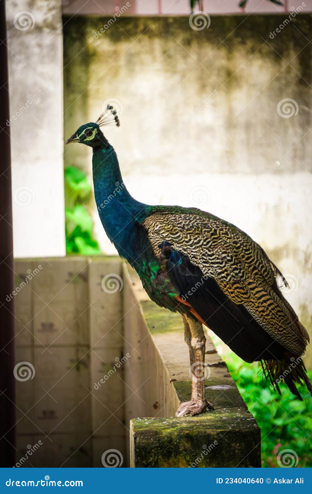 Indian National Bird Peacock Stock Photo - Image of nature, peacock ...