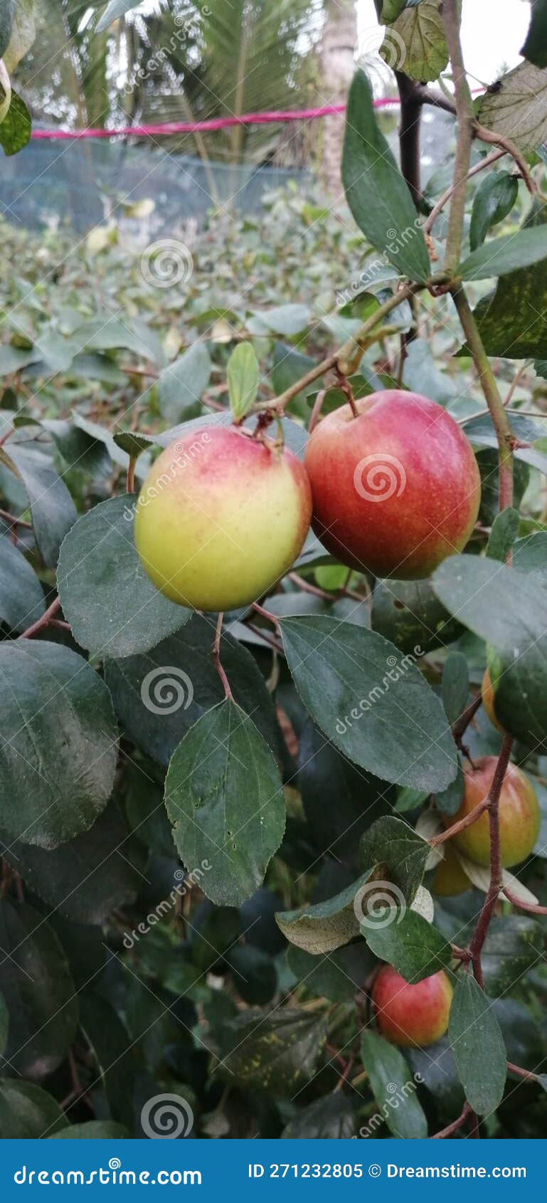 Indian Natural Fruit Tree Photography Stock Image - Image of fruit ...