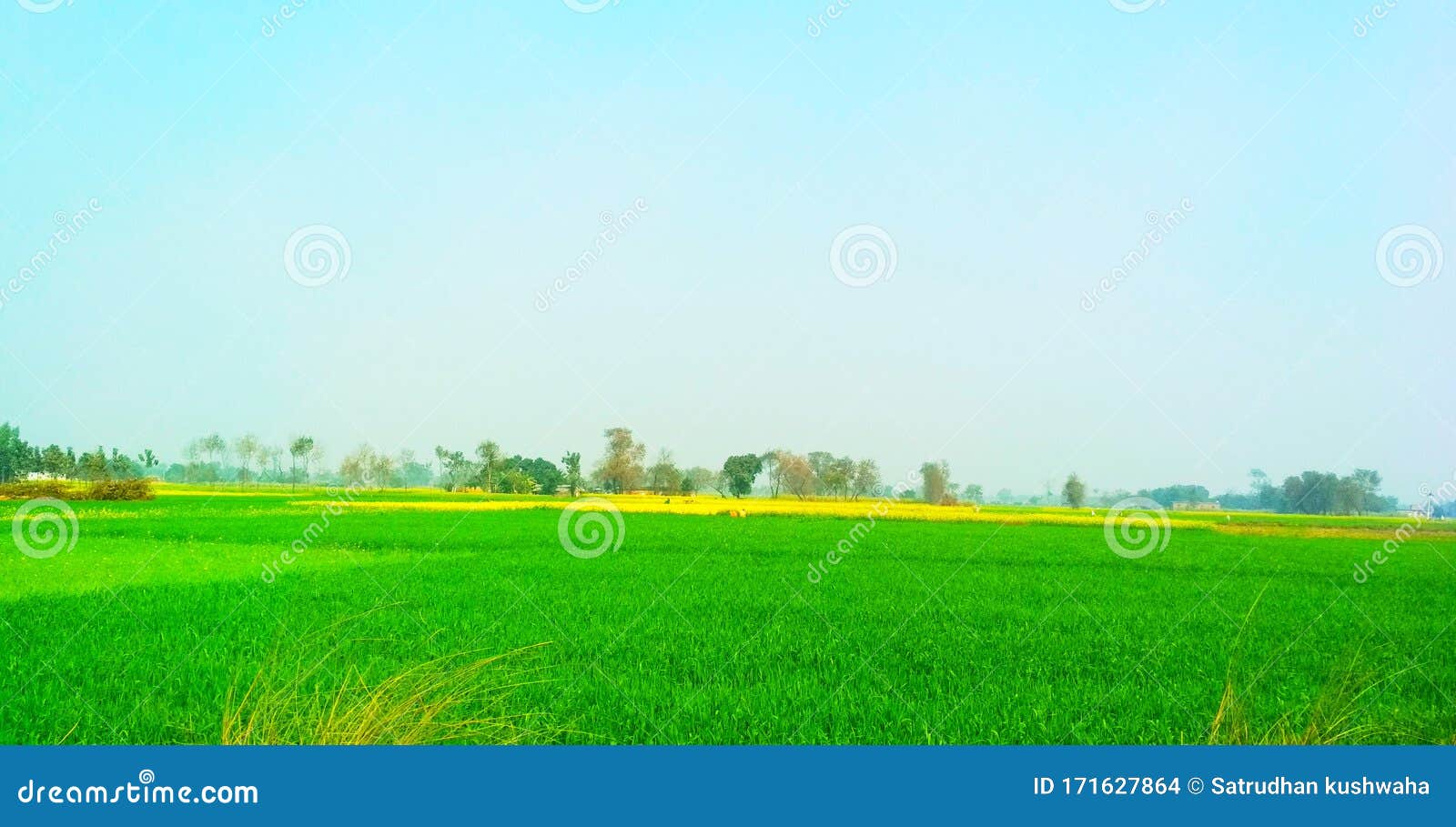 Indian Natural View of Field Stock Photo - Image of indian, field ...