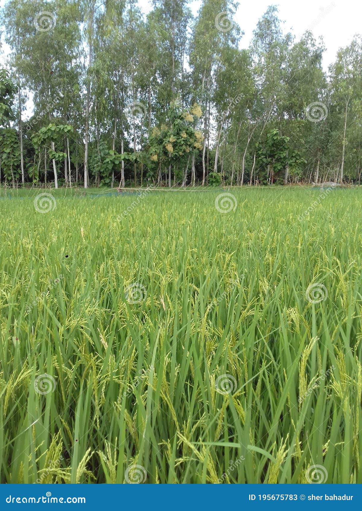 This is a Indian Nature Image. Stock Image - Image of crop, grassland ...