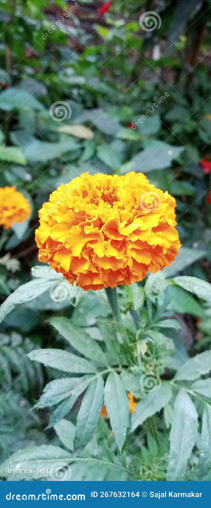 Indian Nature Merrygold Flower Stock Photo - Image of blossom, plant ...