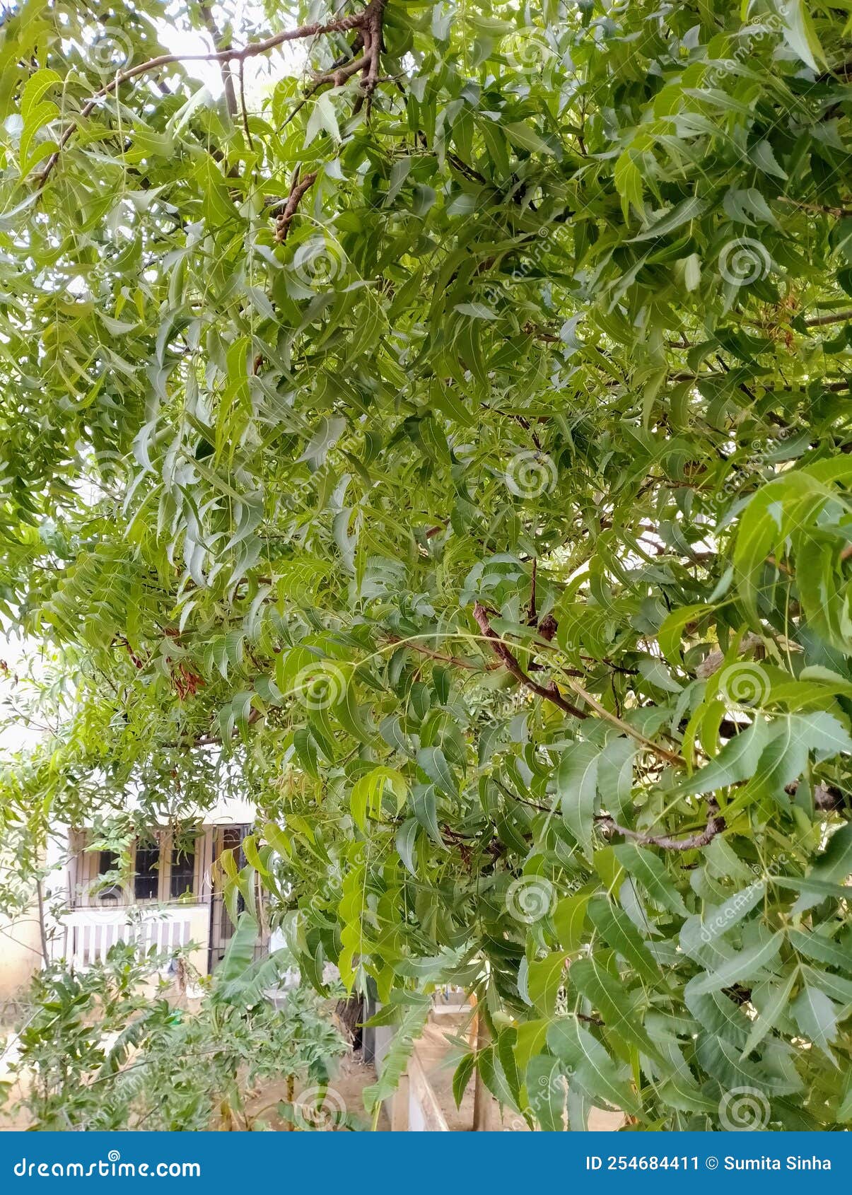 Indian neem plant. stock image. Image of indian, green - 254684411