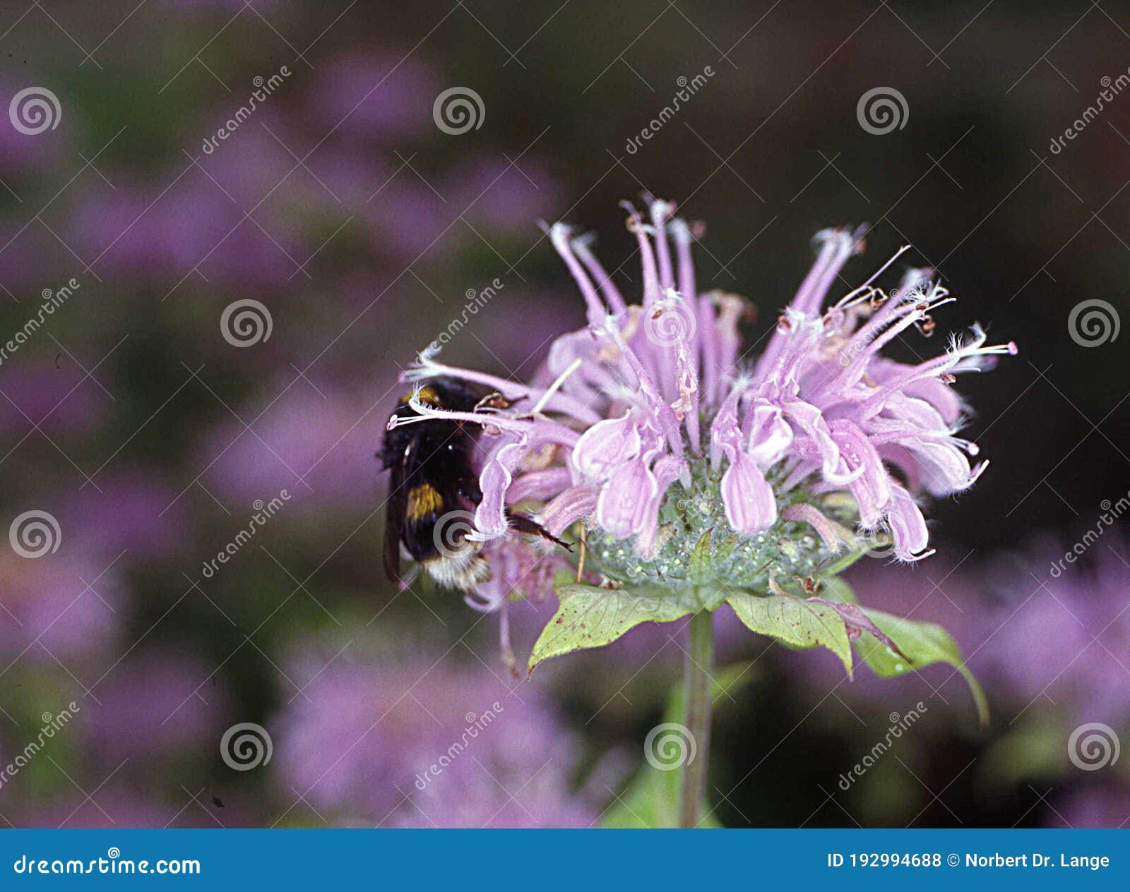 Indian Nettle, Three-seeded Mercury(Acalypha Indica) Royalty-Free Stock ...