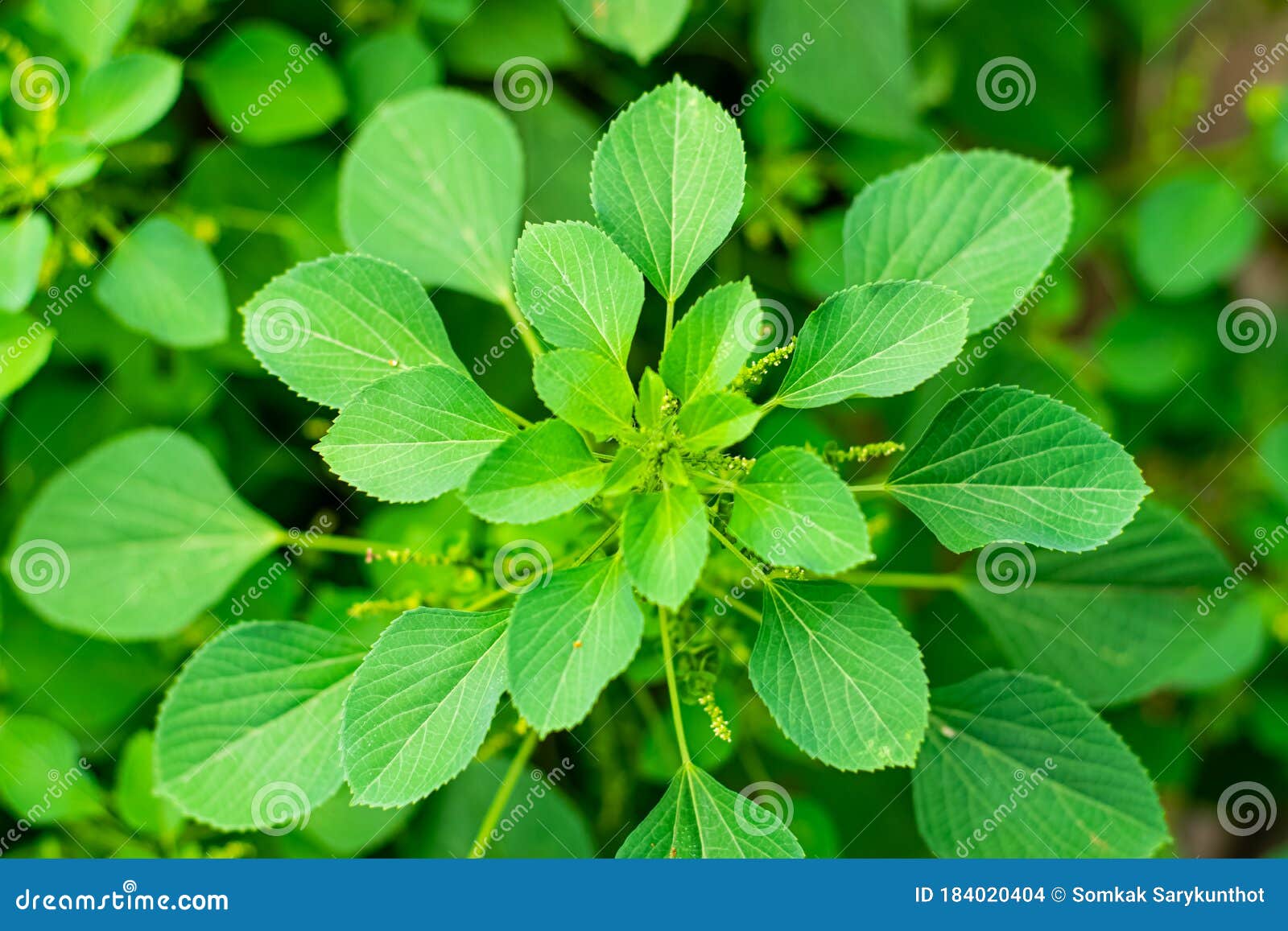 Indian Nettle, Three-seeded Mercury(Acalypha Indica) Royalty-Free Stock ...