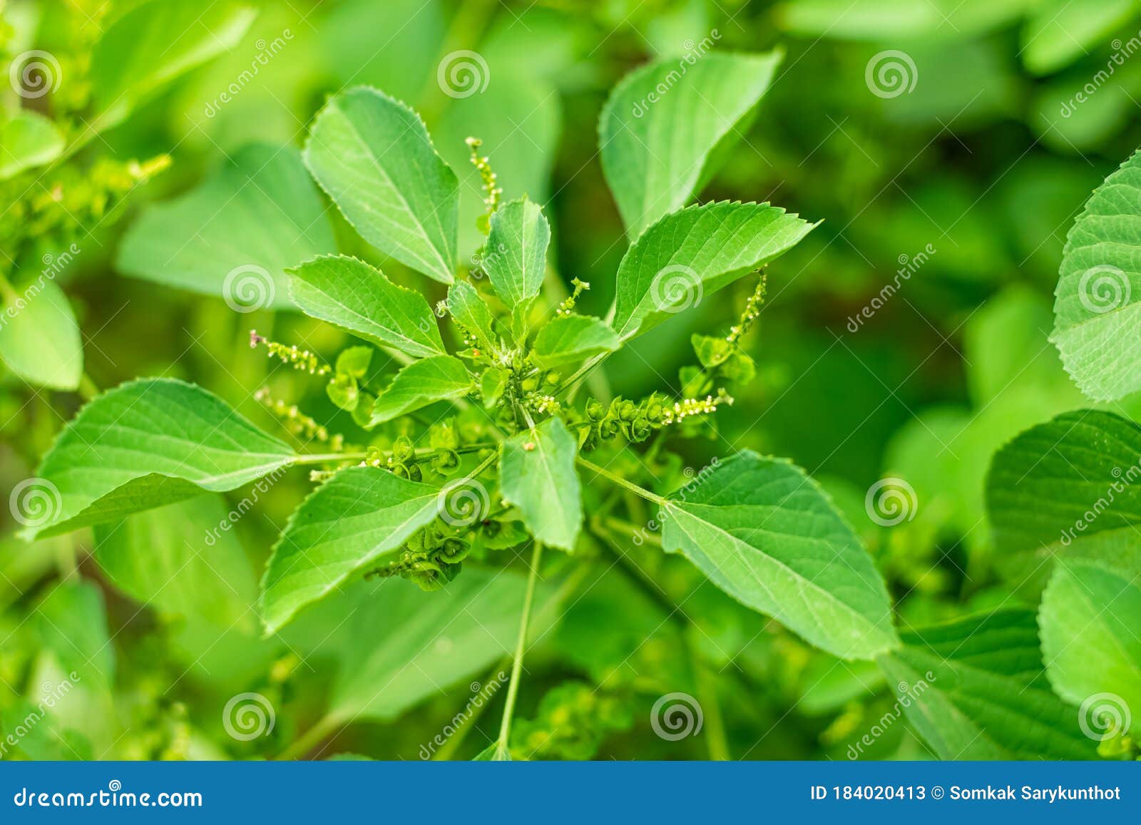 Indian nettle tree stock image. Image of aromatic, indica - 184020413