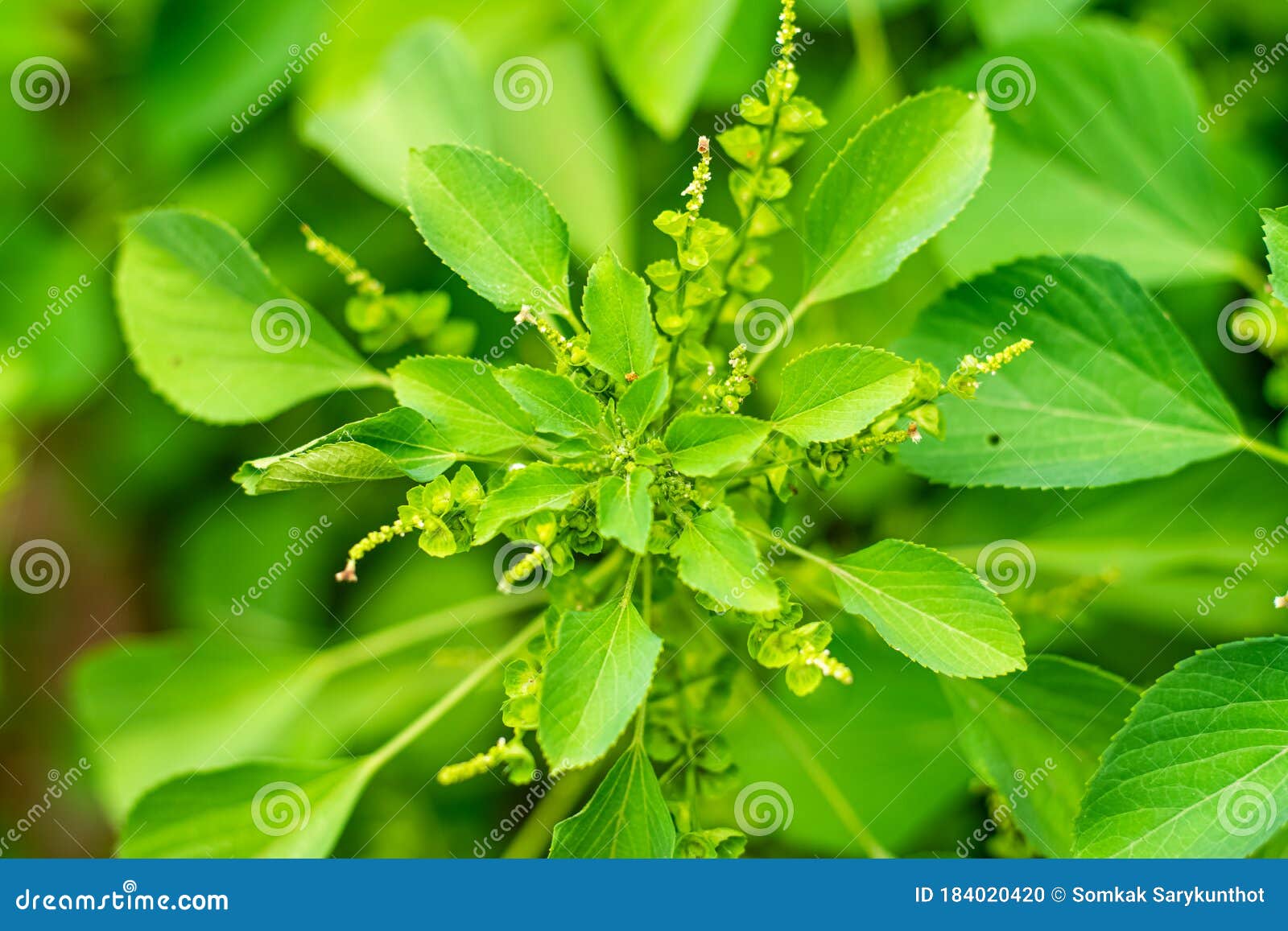 Indian nettle tree stock photo. Image of love, health - 184020420