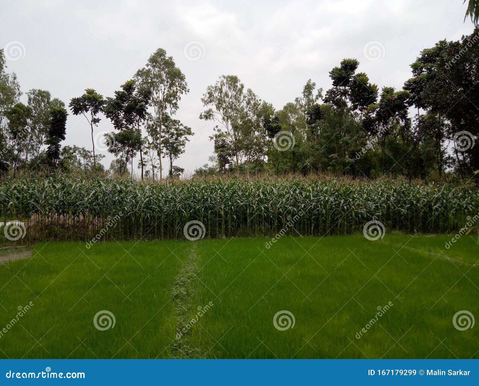 Indian new age Cron field stock image. Image of indian - 167179299