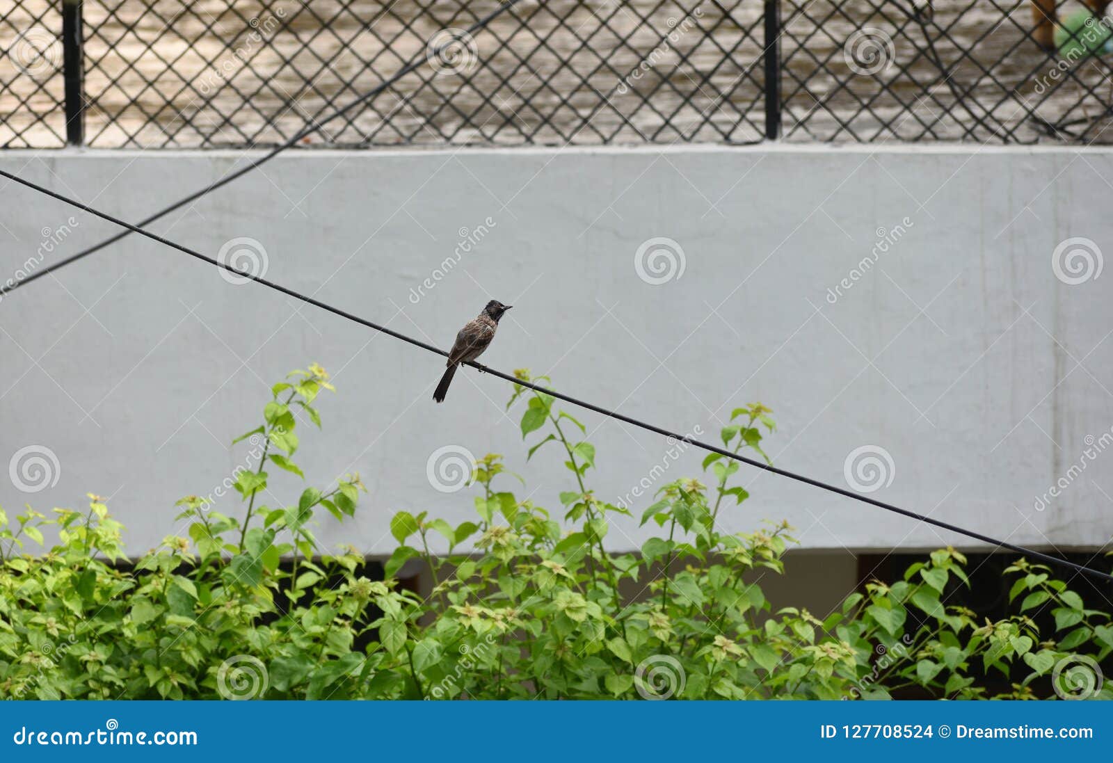 Indian Nightingale Sitting on Wire Stock Photo - Image of birds, brown ...