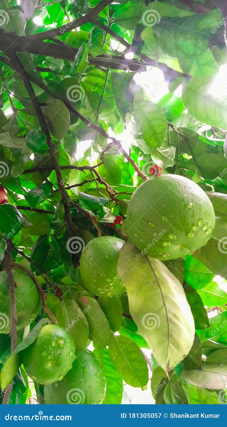 Indian Nimbu Fruit Best Images Stock Image - Image of indian, nimbu ...