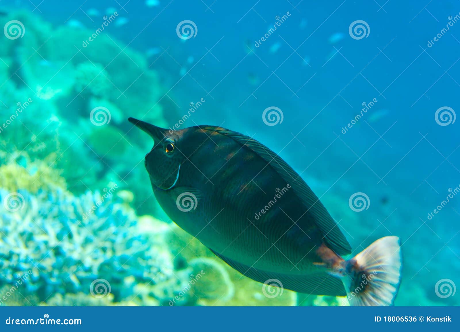 Indian Ocean. Fishes in Corals Stock Photo - Image of nature, animals ...