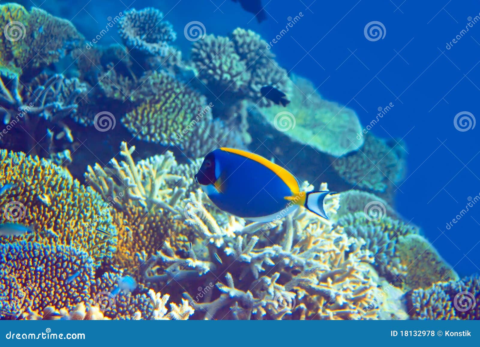 Indian Ocean. Fishes in Corals Stock Photo - Image of climate ...