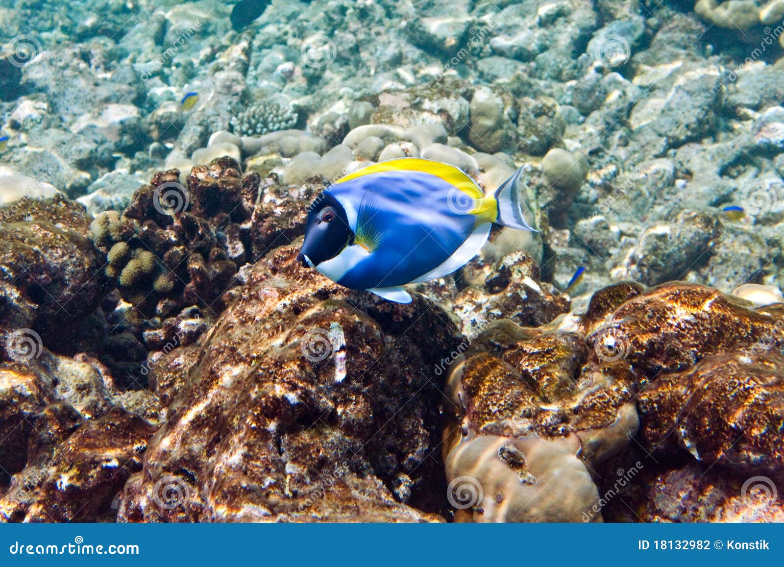 Indian Ocean. Fishes in Corals Stock Photo - Image of light, coral ...
