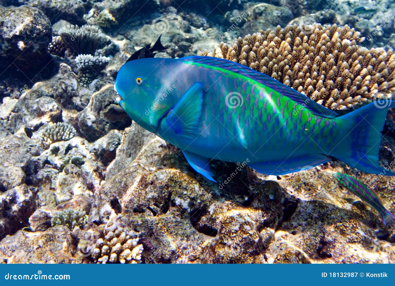 Indian Ocean. Fishes in Corals Stock Image - Image of egypt, climate ...