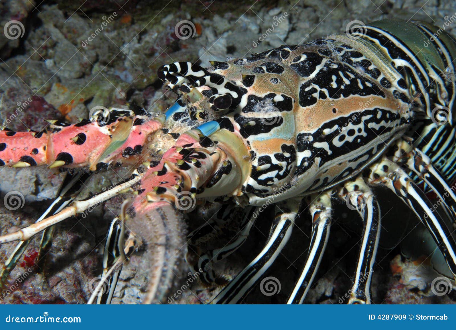 Indian Ocean Lobster stock image. Image of maldives, patterns - 4287909