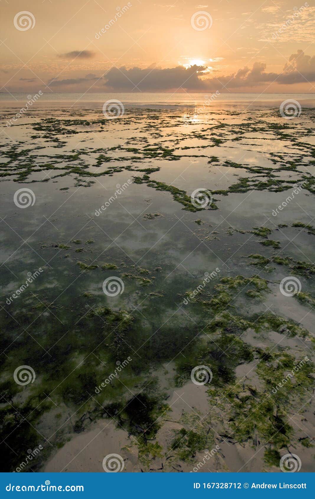 Indian Ocean at Dawn Off the Coast of Zanzibar Stock Photo - Image of ...