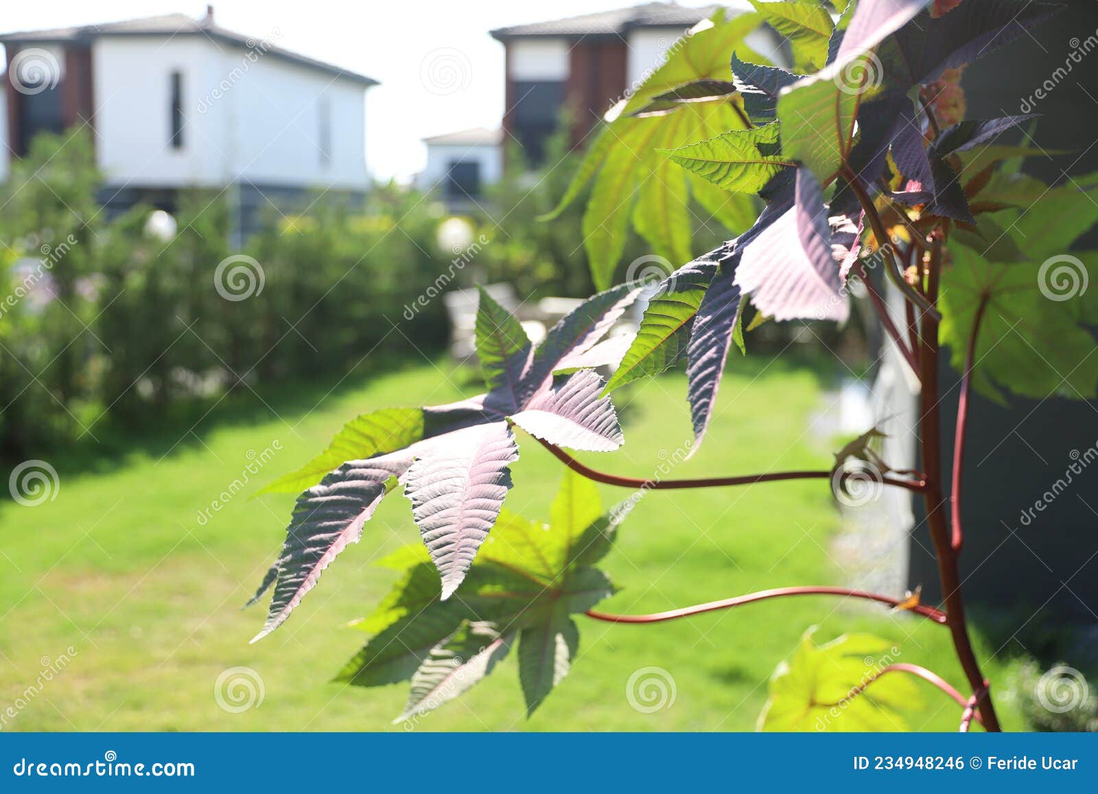 Indian Oil Plant Tree in the Garden Stock Photo - Image of wing, flower ...
